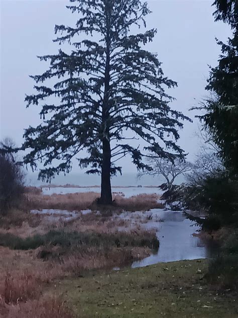 Tides Report Oysterville Wa Mycoast