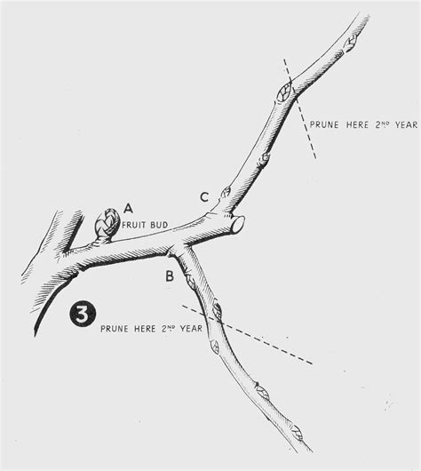Diagram Cherry Tree Pruning Diagram Mydiagramonline