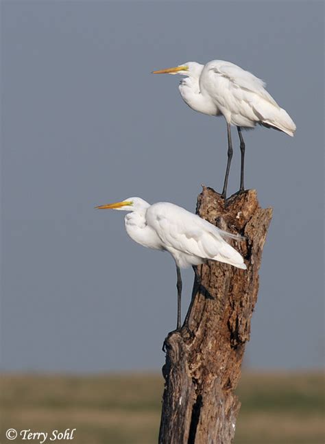 White Egrets And Herons Bird Identification Tips