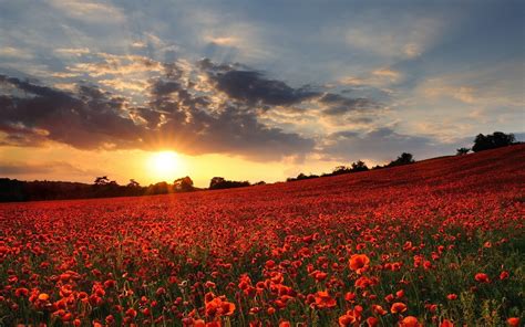 Field Of Poppies Wallpaper 50 Images
