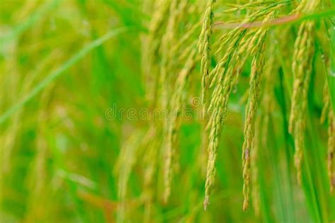 Selective Focus On Ear Of Rice Green Paddy Field Rice Plantation