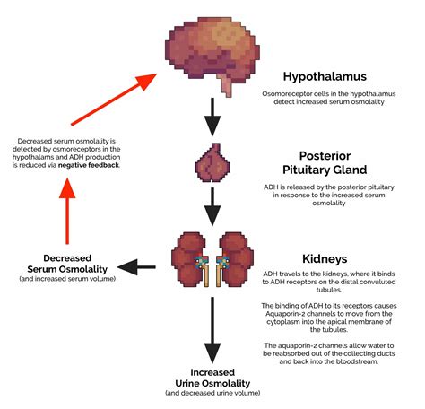 Decreased Adh Levels Results In A Urine High In