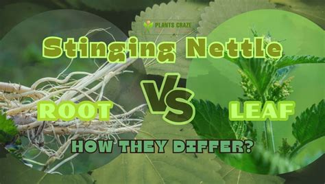 Stinging Nettle Root Vs Leaf Big Differences To Know