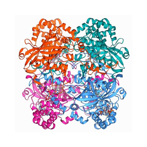Catalase An Enzyme That Deserves Recognition Blog Biosynth