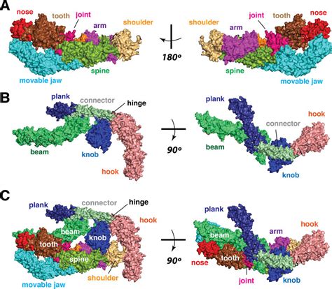 Overview Of Yeast Mediator Head And Middle Modules A Head Module