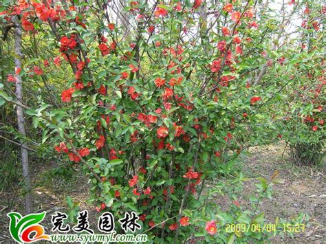 贴梗海棠图片绿篱贴梗海棠绿篱贴梗海棠图片第6页大山谷图库