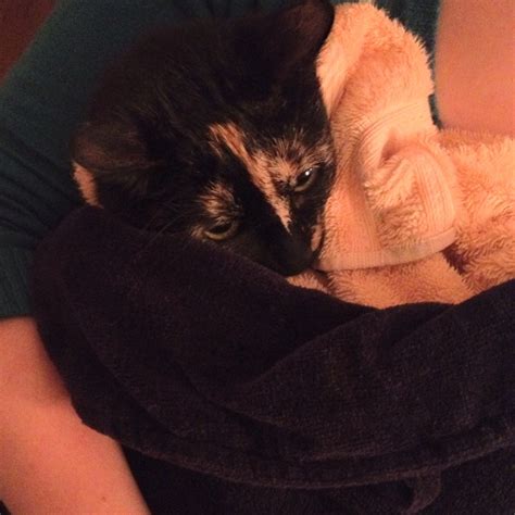 Kitty After A Bath Animals Kitty Favorite Places