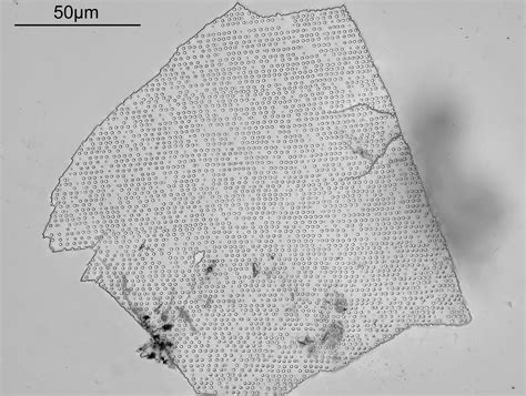 Microscopy Some Slides From The Quekett Microscopium Event 2023 Jmc Scientific Consulting Ltd