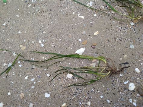 Zostera marina