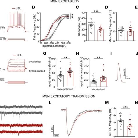 Mouse Line And Group Abbreviations Download Scientific Diagram