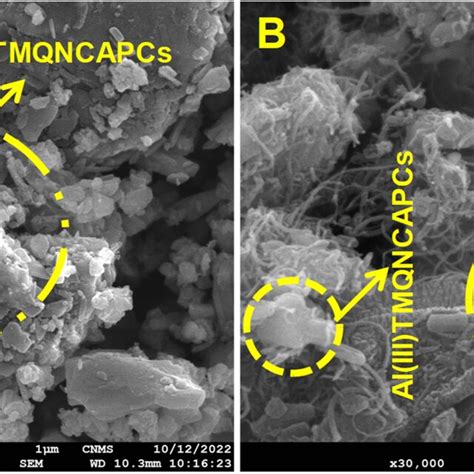 Fe Sem Analysis Of A Neat Al Iii Tmqncapc And B Download