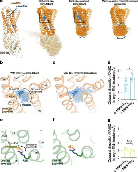 Lab Engineered Receptors Illuminate Odor Detection June 2024