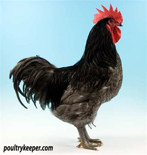 Jersey Giant Chickens
