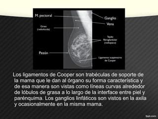 Glandula Mamaria Radiología Ppt
