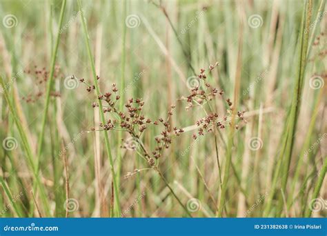 The Meadow Grass Tall Fescue Festuca Partensis In Spring The Beautiful
