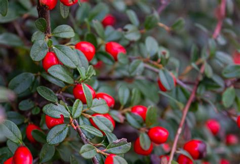 Comment Tailler Un Cotonéaster