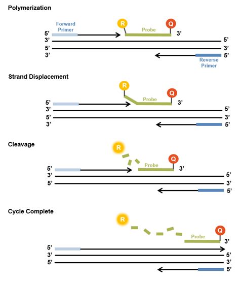 Custom Qpcr Probes Microsynth Fr