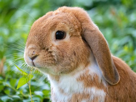 Mascotas para niños as y padres madres el conejo Azureus