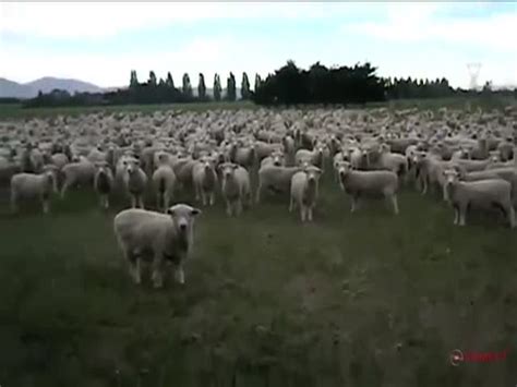Sheep Protest