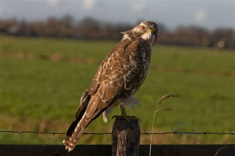 Falcon Vs Hawk What S The Difference Between These Birds Pets Nurturing