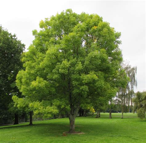 Fraxinus Excelsior Jaspidea In Hailey Park