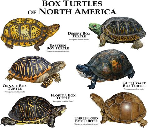 Box Turtles Of North America By Rogerdhall On DeviantArt Turtle Care