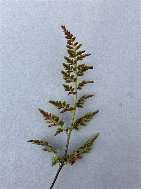 Asplenium Oversikt Artsdatabanken