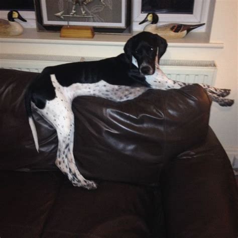 Ill Sleep Anywhere Pointer Dog Pointers English Pointer