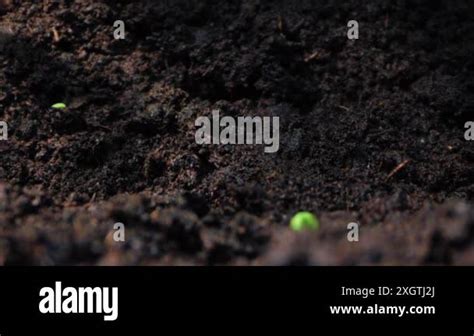 Life Cycle Evolution Stock Videos And Footage Hd And 4k Video Clips Alamy