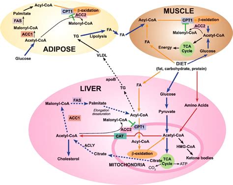 ปักพินในบอร์ด Biochemistry