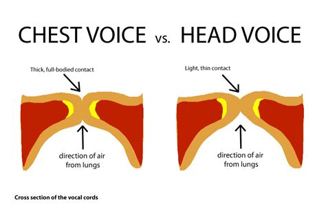 Difference Between Chest Voice And Head Voice Vocal Gauge