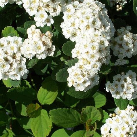 Spirea Tor Birchleaf Webb Landscape Inc