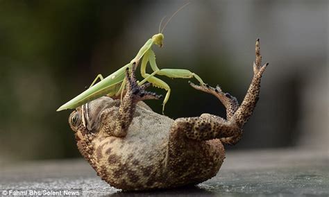 Playing Mantis Insect Shows Its Softer Side By Tickling A Toad S Belly