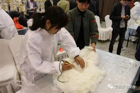 厲害了我的蒙陰連續舉辦全省四屆賽兔會 每日頭條