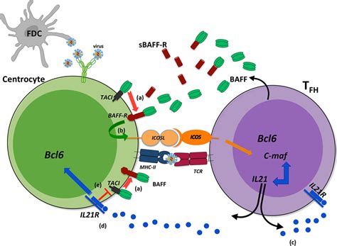 Frontiers B Cell Activating Factor And The B Cell Compartment In Hiv