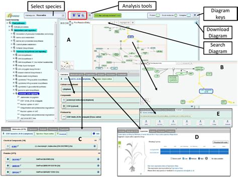 A View Of The Plant Reactome Pathway Browser Details A An Overview Download Scientific