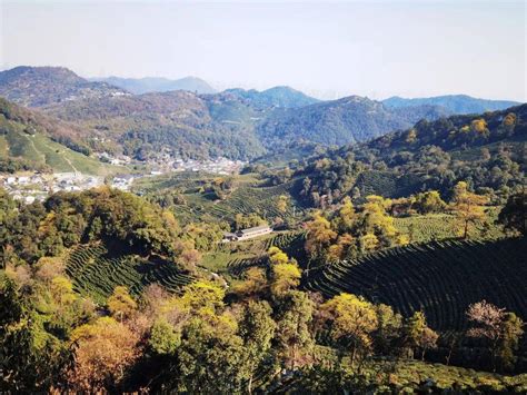 西湖龙井之声① 檫树花开叫醒茶山春色 搜狐大视野 搜狐新闻