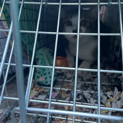 キターーーーーーーー！！！！！ ねこさんのおへや