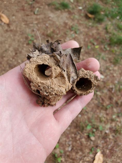 The True Size Of Cicada Holes In The Ground R Mildlyinteresting