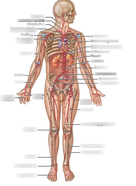 Arterial System Labeling Diagram Quizlet