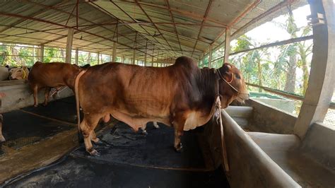 বিরাট বড় দেশি গরুর খামার Youtube