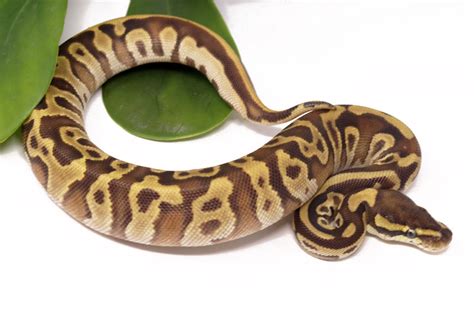 Leopard Moochie Female Dynasty Reptiles