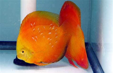 Red Diamond Discus Proven Breeding Pair