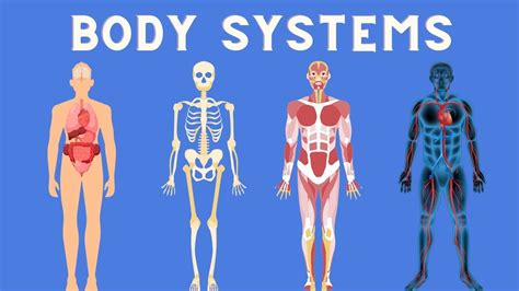 Body Systems 6th 8th Grade Flashcard Quizizz