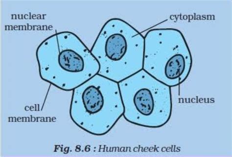 Cheek Cell Labeled Diagram