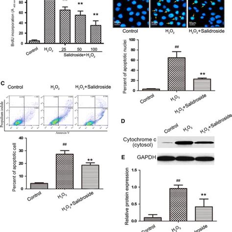 Salidroside Protects Against H2O2 Induced Cytotoxicity In HUVECs A