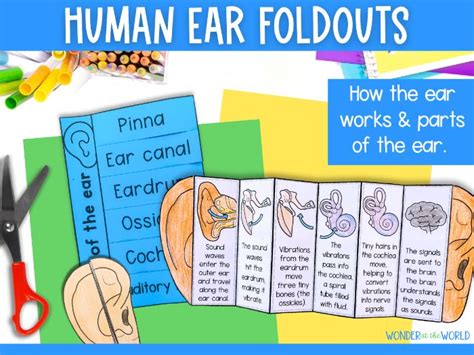 How The Ear Works And Parts Of The Ear Ks3 Biology Science Cut And Paste Activity Teaching
