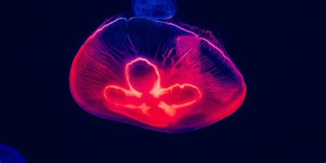 Wireframes What Are They Doddle Web Solutions