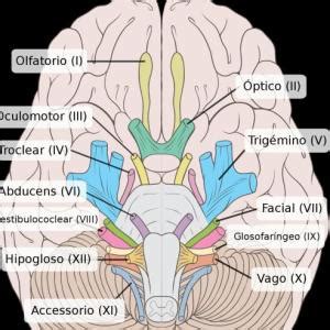 NERVIOS CRANEALES Duchazos Juego educativo Biología Mobbyt