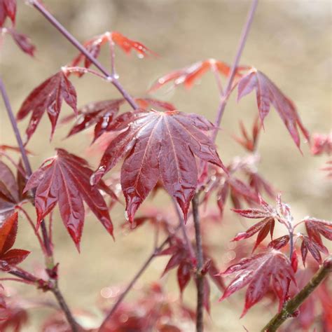 Acer Palmatum O Kagami일본 단풍나무 중국 수출